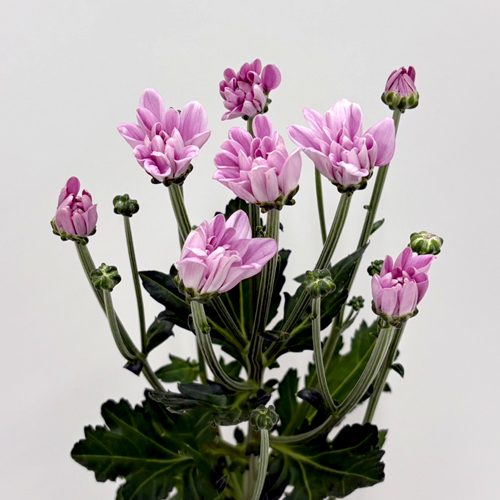 品種一覧｜花き｜みなみの特産物｜JA愛知みなみ（愛知みなみ農業協同組合）