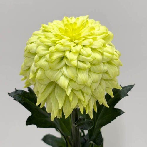 品種一覧｜花き｜みなみの特産物｜JA愛知みなみ（愛知みなみ農業協同組合）