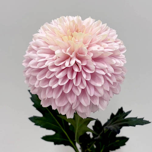 品種一覧｜花き｜みなみの特産物｜JA愛知みなみ（愛知みなみ農業協同組合）